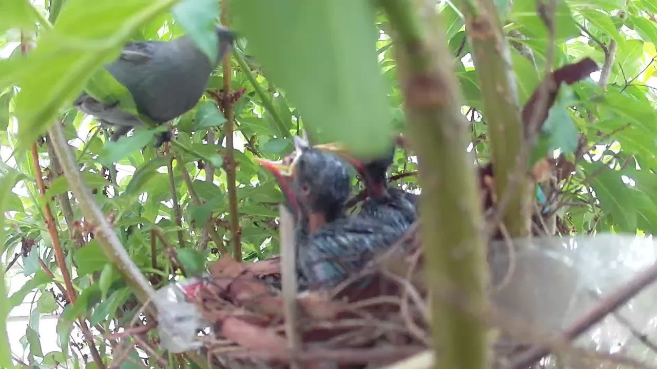 Gray Catbird Nest in Our Yard - Lunchtime 🐣 - YouTube
