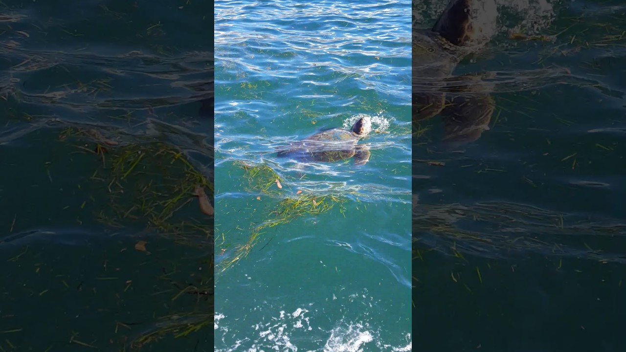 Turtles in Argostoli harbour kefalonia greece September 2016 - YouTube