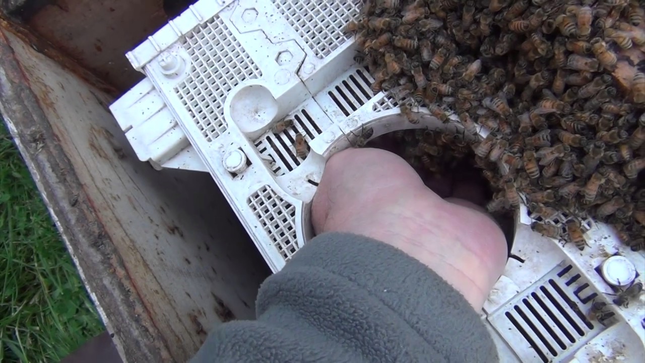 Beekeeping Installing A Package Without Shaking Bees?? - YouTube