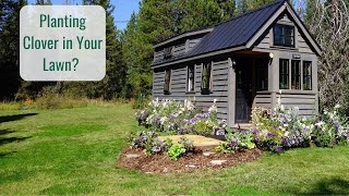 Planting Clover in Your Lawn? How Did it Work For Me?