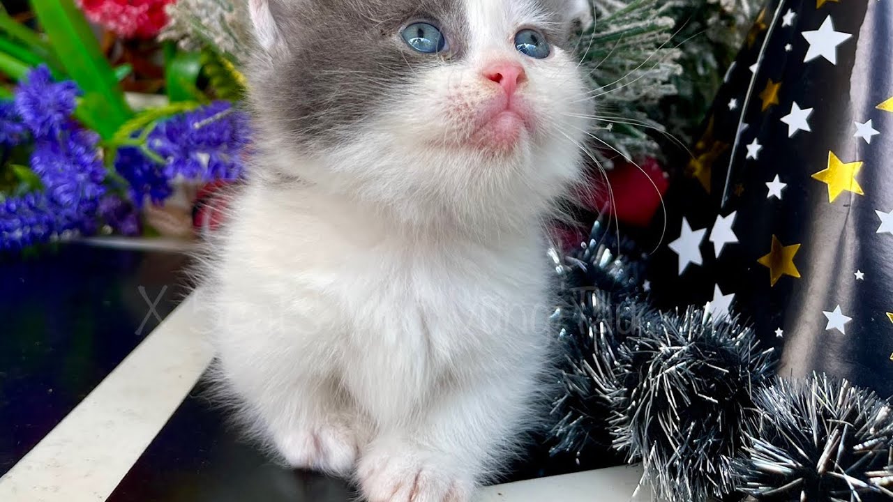 Munchkin kitten is exploring the World | Bicolor British Shorthair Cat ...