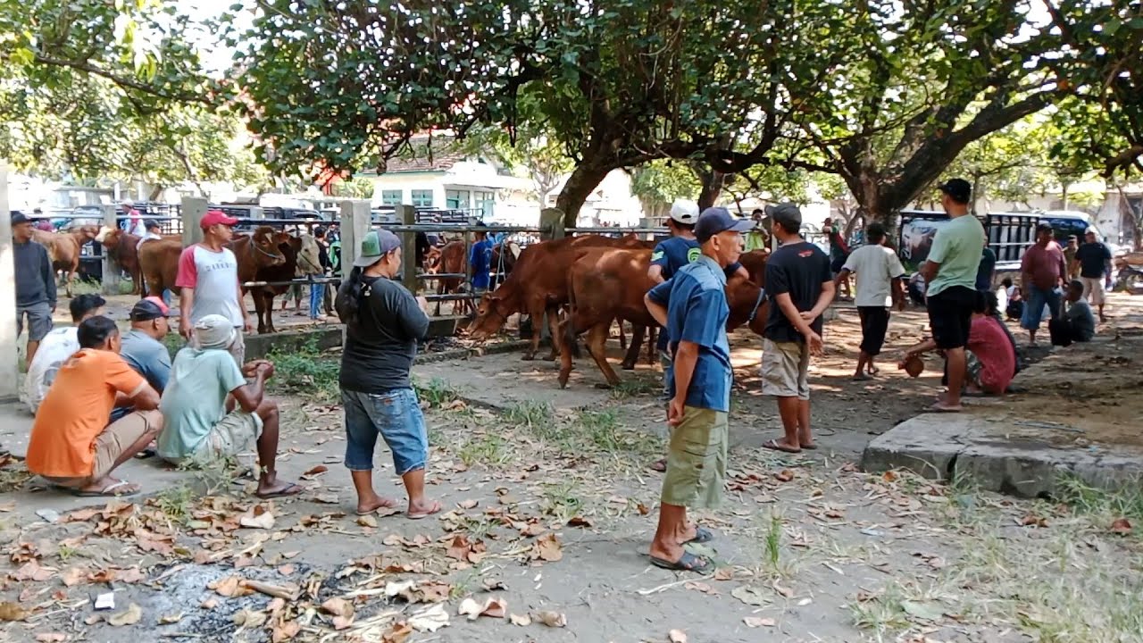 Rame Pengunjung‼️Harga Sapi Pagi Ini || Pasar Sapi Gringging Grogol ...