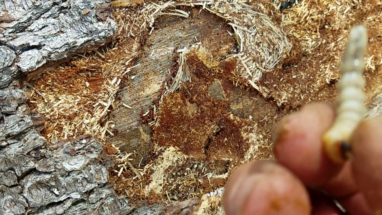 Let's Listen To Grubs Inside A Pine Log - YouTube