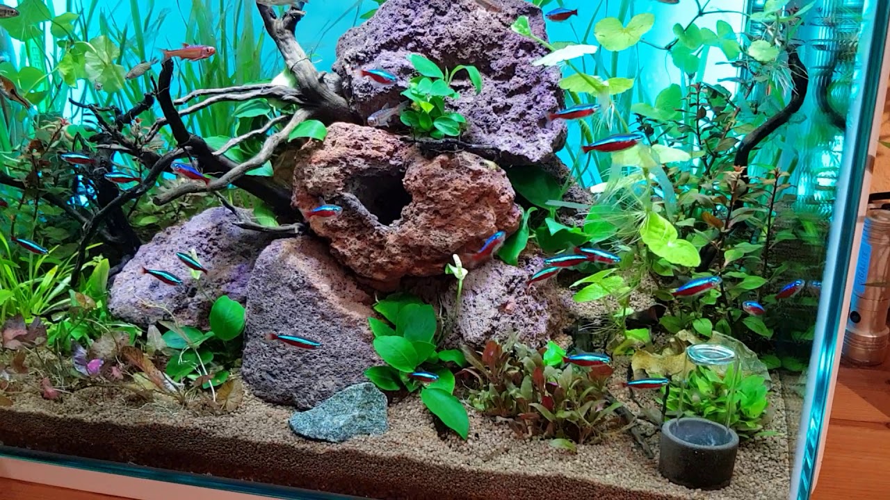 Super fish Aquarium - YouTube