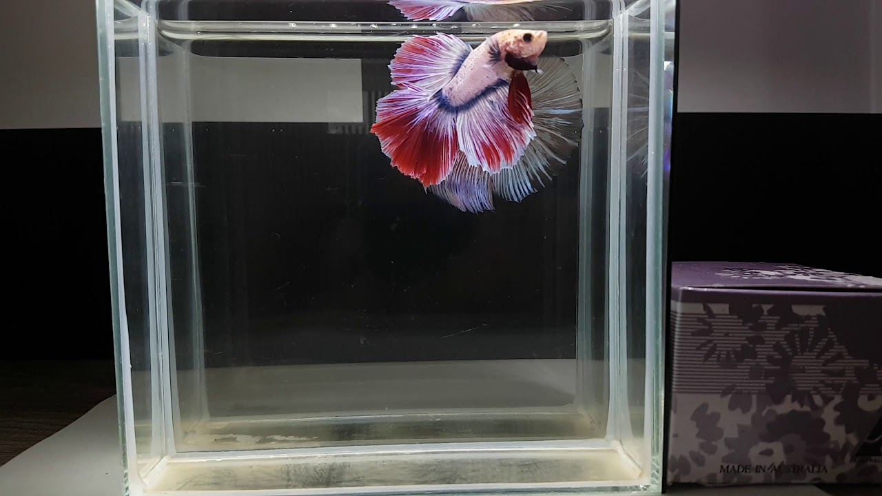 "Fancy Beige Super Delta" Male from Thailand. - YouTube