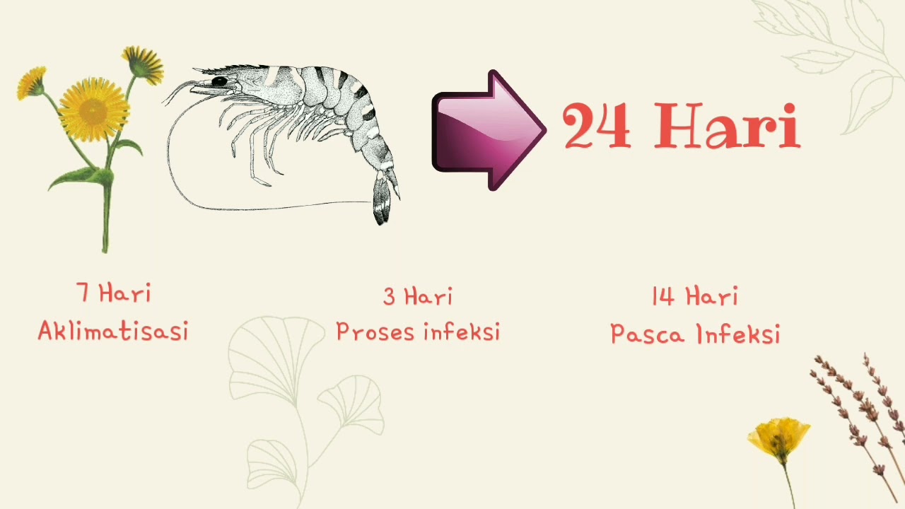 A_014_020_virus IMNV pada udang - YouTube