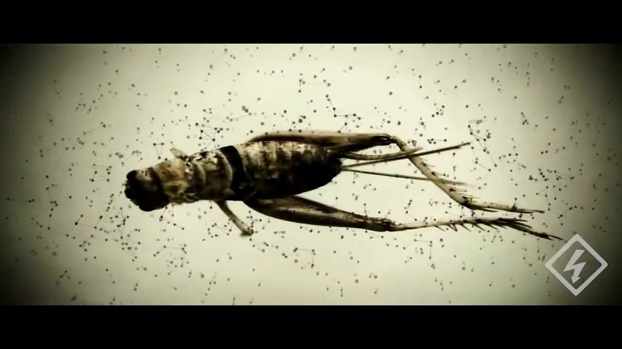 Improvisacion sobre un grillo muerto - YouTube