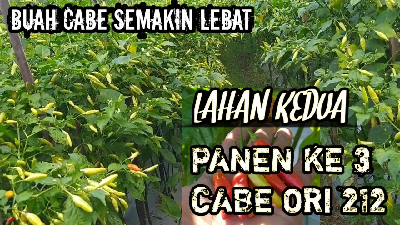 Panen Cabe Rawit ORI 212 yang ke-3 || cabe ORI 212 berbuah sangat lebat ...