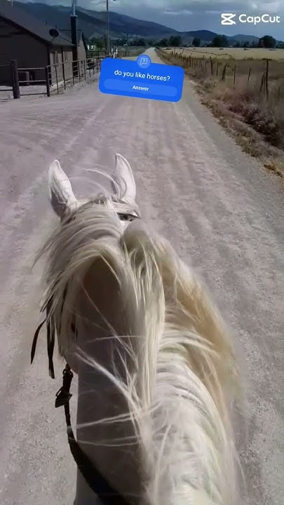 do you like horses? #horsey #musicgenre #equestrian #horsesaremylife # ...