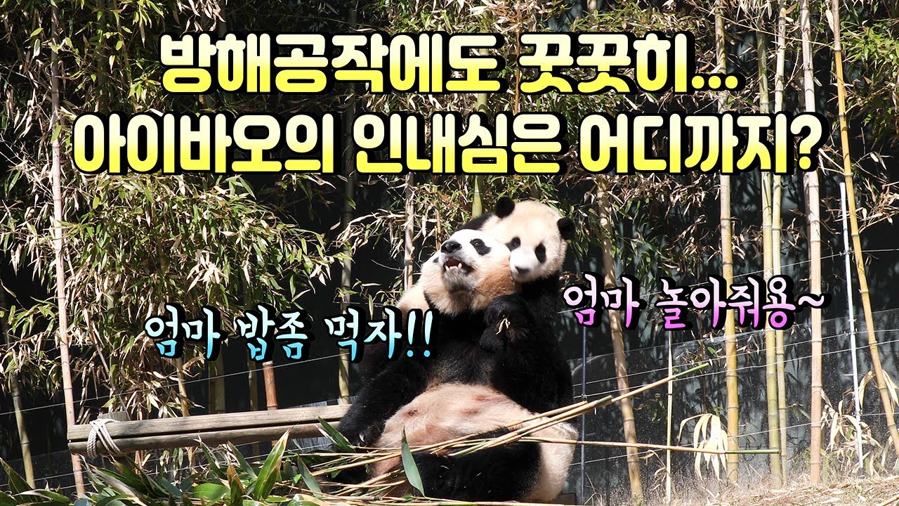4k에버랜드 푸바오 나오자마자 밥상 엎어버리고 엄마 아이바오의 식사 방해하는 장꾸 푸바오 아이바오의 인내심의 한계는 어디까지~ 자식이기는 부모없죠 Youtube