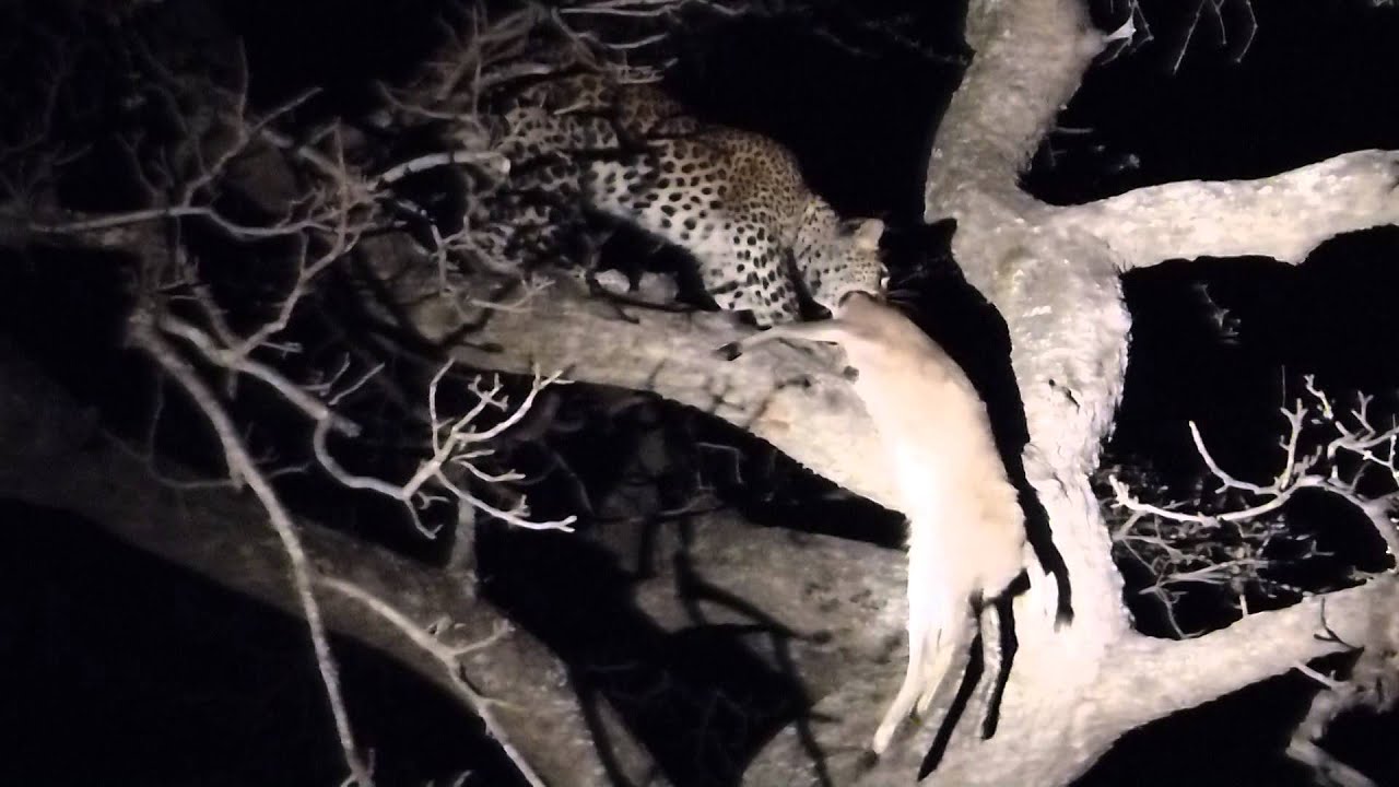 Luipaard neemt prooi mee in boom - YouTube