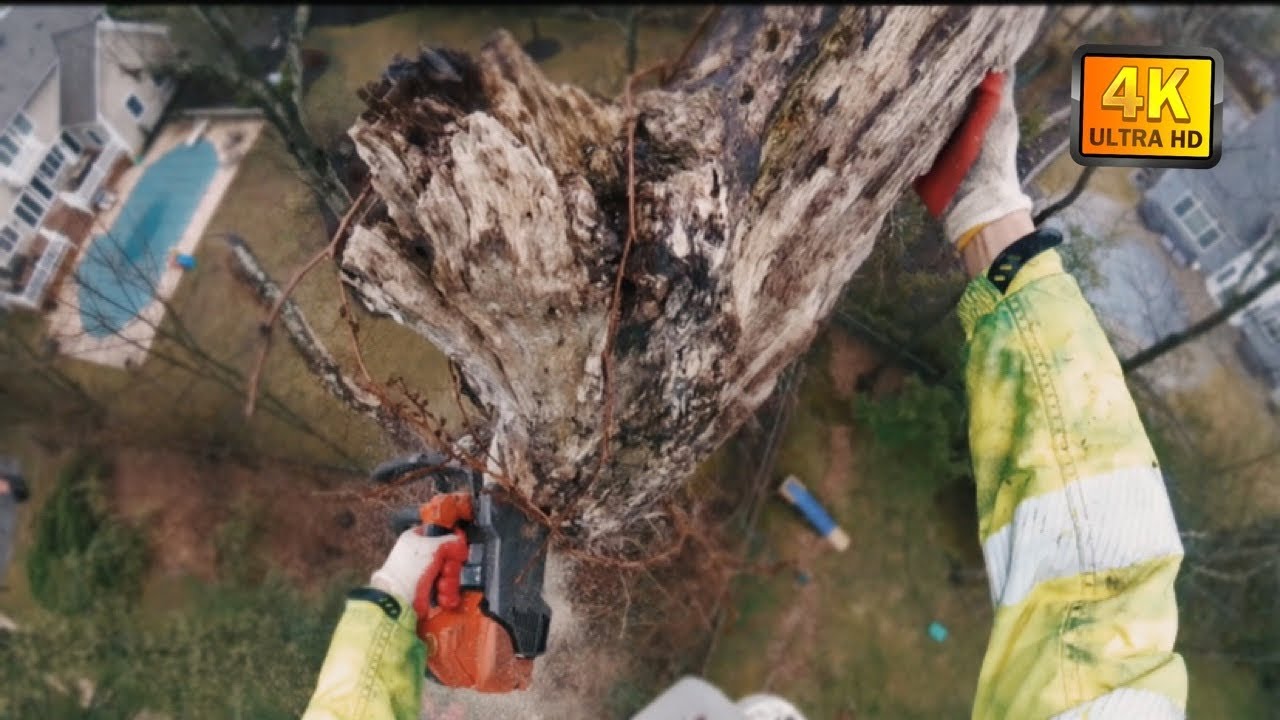Getting rid of a dead tree - Dangerous tree removal - YouTube