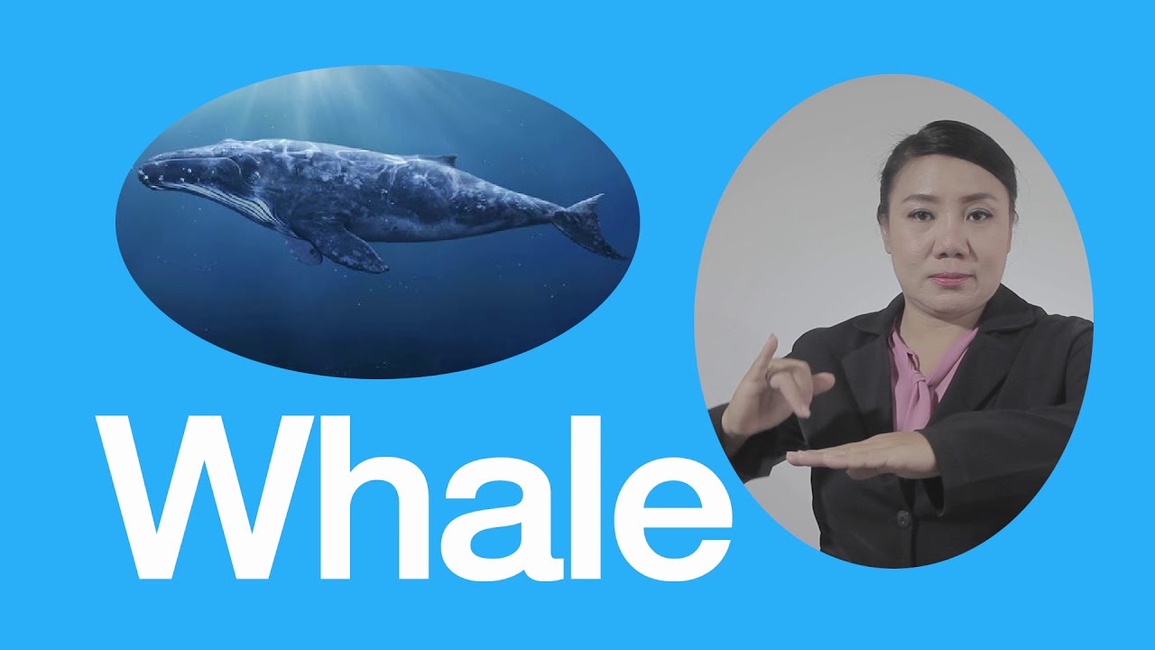 ภาษามือ ASL ตอนที่ 3 Sea Animals - YouTube