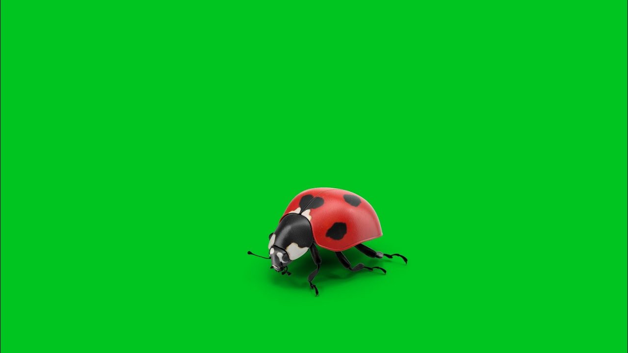 ladybug green screen | green screen ladybird video | Free green screen ...