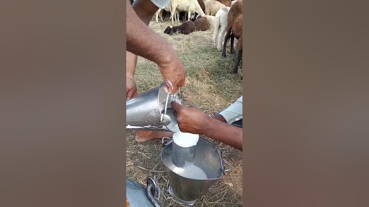 भेड़ का दूध देखिए कितना गाढ़ा होता है। Sheep Milk।भेड़ का दूध औषधि
