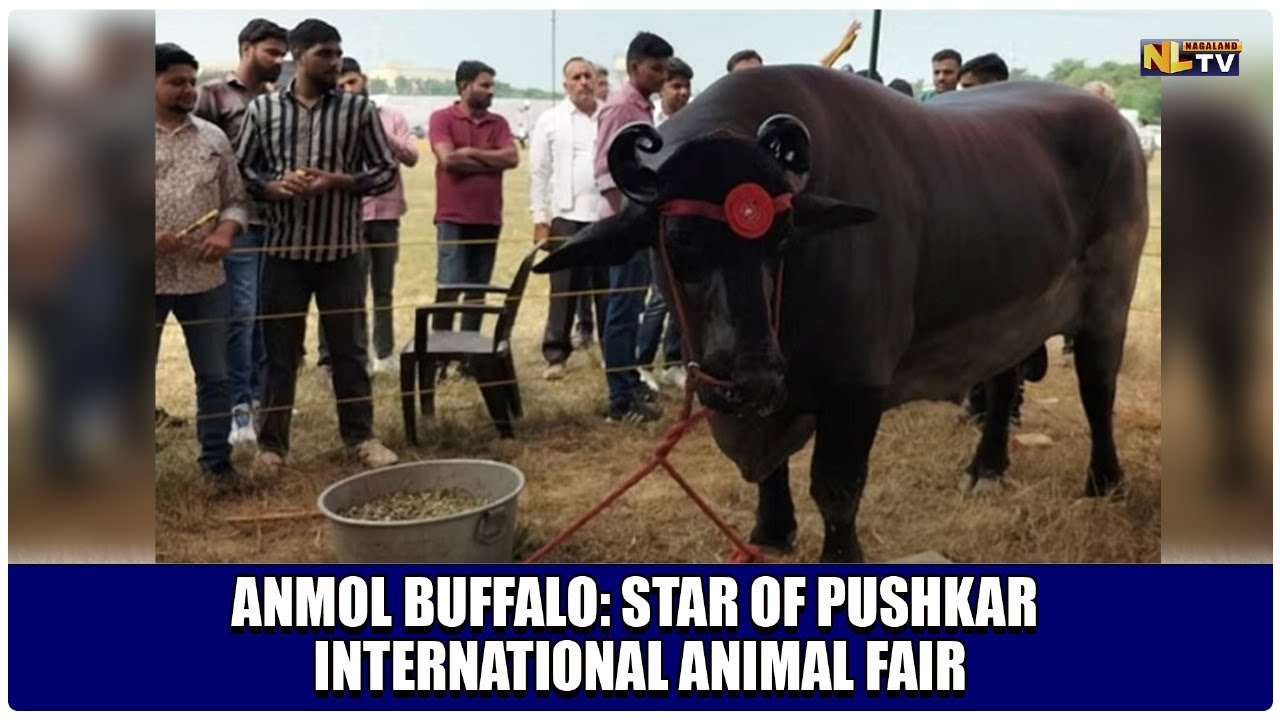 ANMOL BUFFALO: STAR OF PUSHKAR INTERNATIONAL ANIMAL FAIR - YouTube