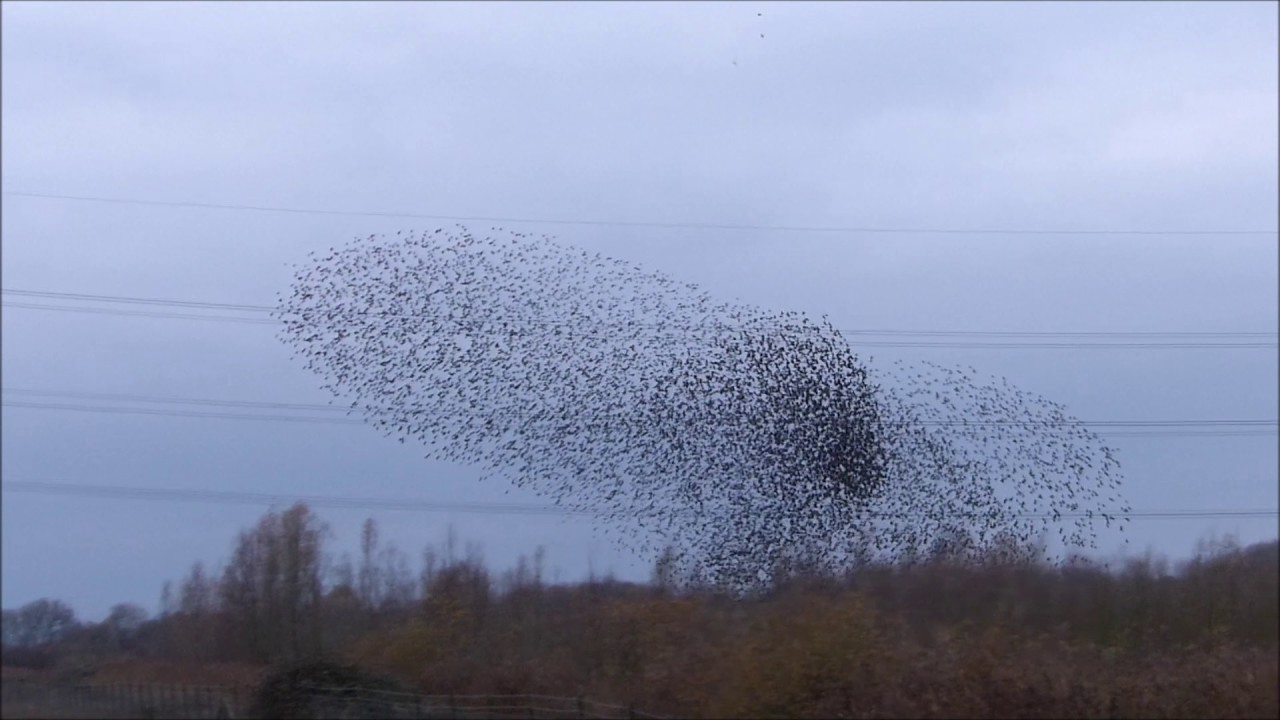 Starling murmuration video, Oxfordshire, UK 2016 - YouTube