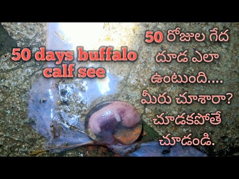 duraprogen injection buffalo p regnancy safe#50 days buffalo calf ...