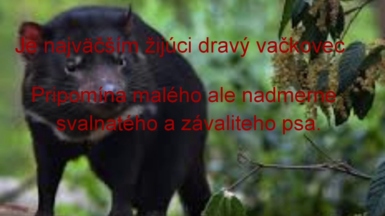 Tasmánsky diabol - YouTube