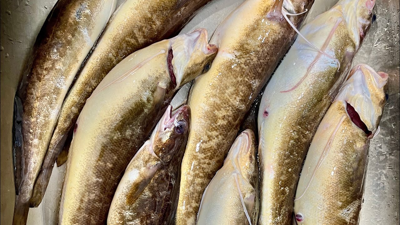 Seabass, Fluke, Ling Fishing with East Coast Hooker Group at Captain ...