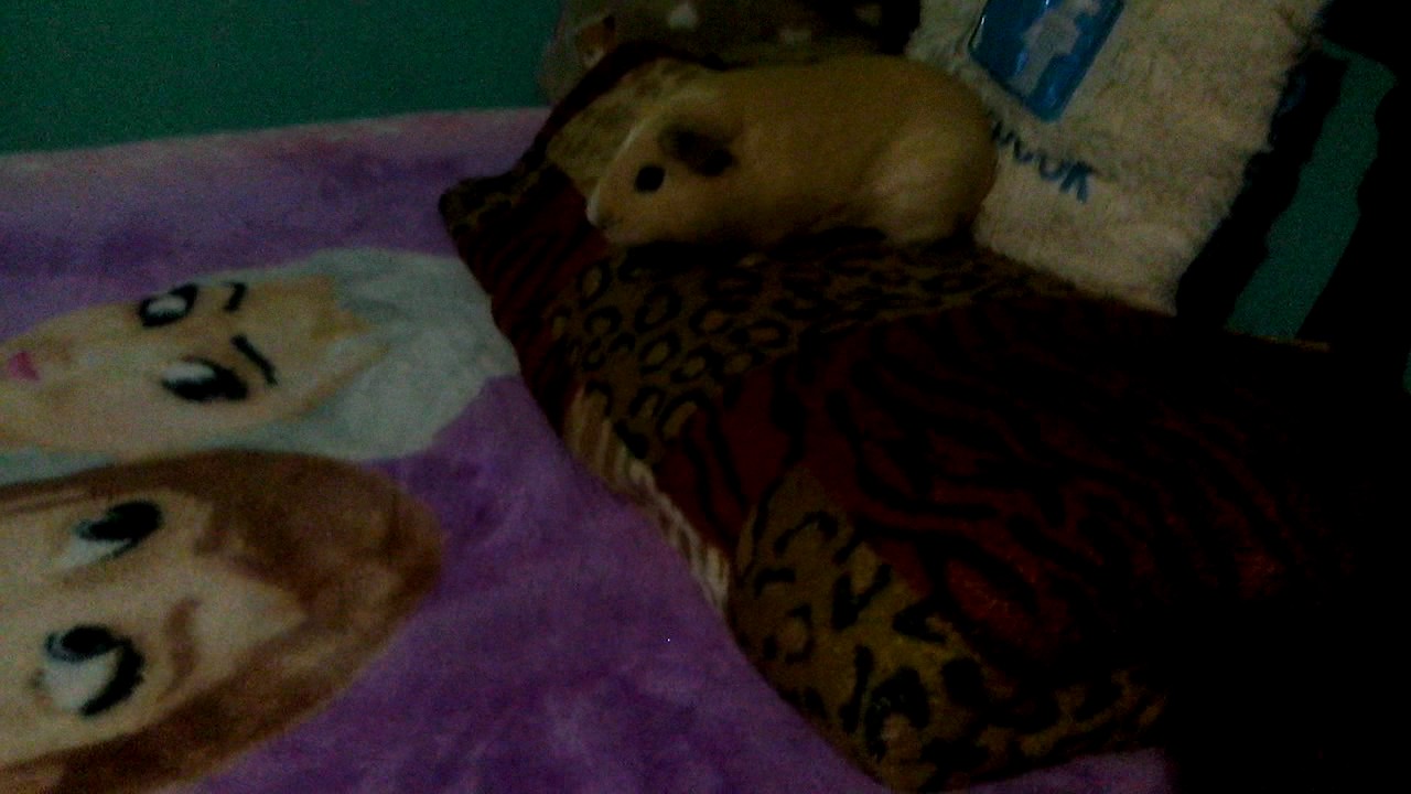 Los cuyos de monse y michelle - YouTube