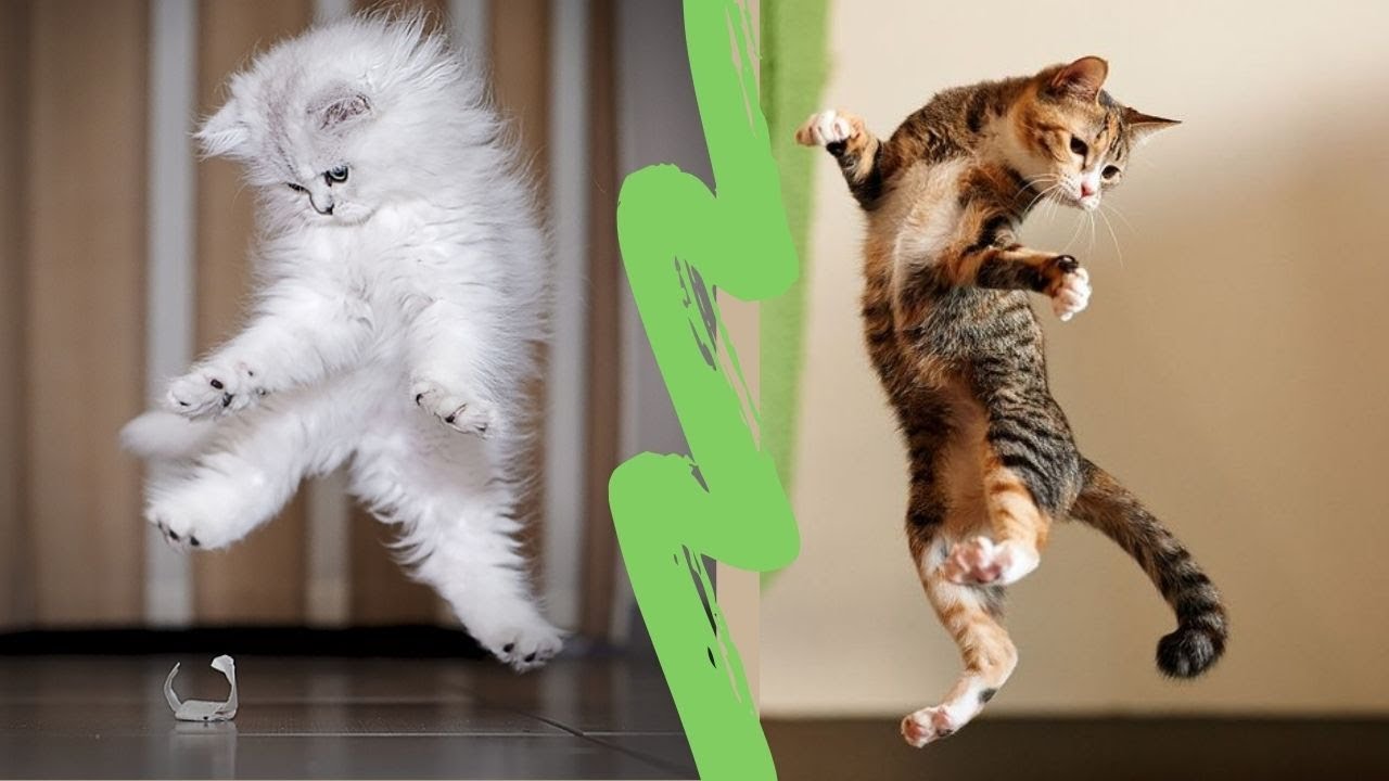 CAT FAILS Funny videos 😹 Try Not to Laugh - Compilation #2 - YouTube