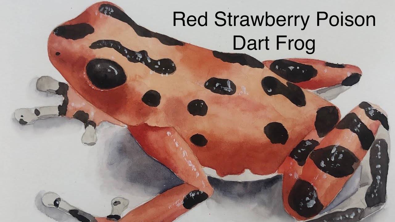 LIVE - Painting a Red Strawberry Poison Dart Frog in Watercolor ...