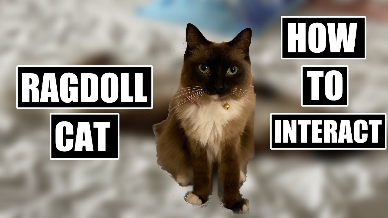 HOW to PLAY with a RAGDOLL Cat - YouTube