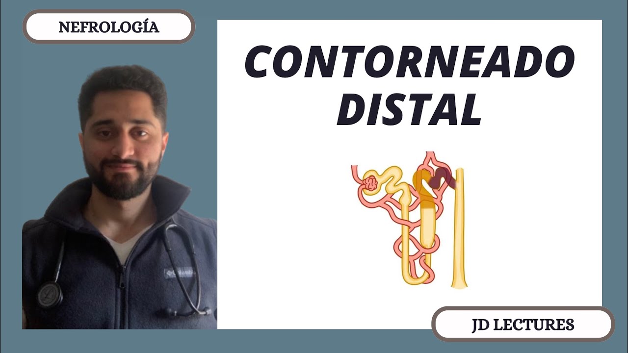 TÚBULO CONTORNEADO DISTAL | NEFROLOGÍA - YouTube