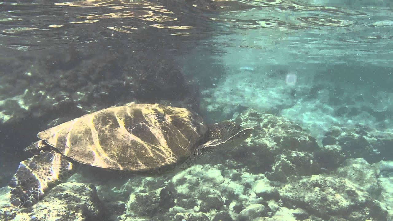 Sea turtle - YouTube