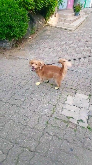 코카스파니엘 믹스 댕댕이 - YouTube