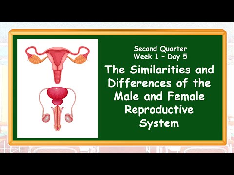 How Are The Female And Male Reproductive Systems Similar