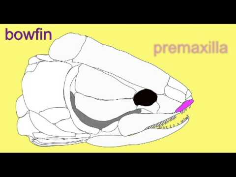 VERTEBRATE SKULL: MAXILLARY & PREMAXILLARY BONES.avi - YouTube