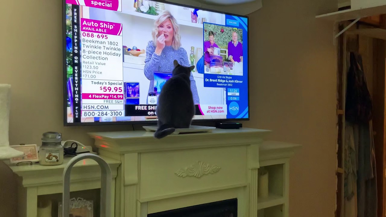 Cat attacks the tv - YouTube
