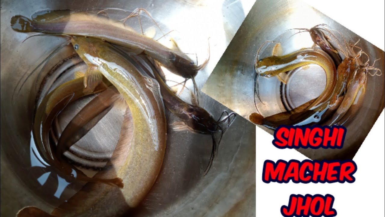 Catfish Recipe / এইভাবে শিঙি মাছের ঝোল বানিয়ে দেখুন স্বাদ হবে ...