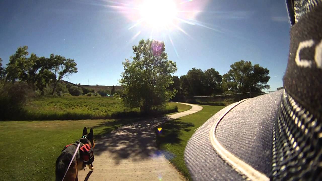 German Shepherd Service Dog in Action - YouTube