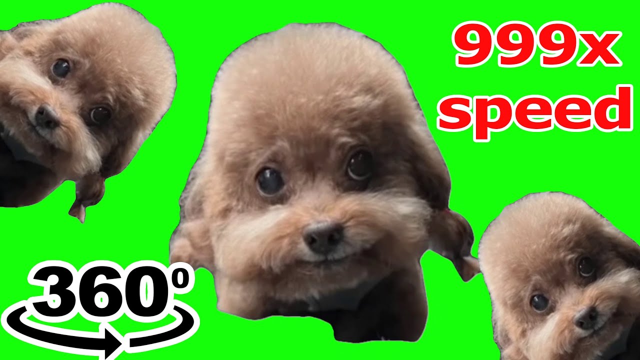 Chinese Dog Rapping Meme 999x speed 360º - YouTube