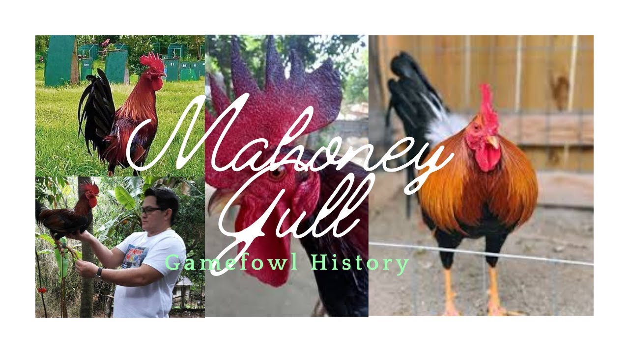 Gamefowl History Unveiling the Legacy of The Mahoney Gulls - YouTube