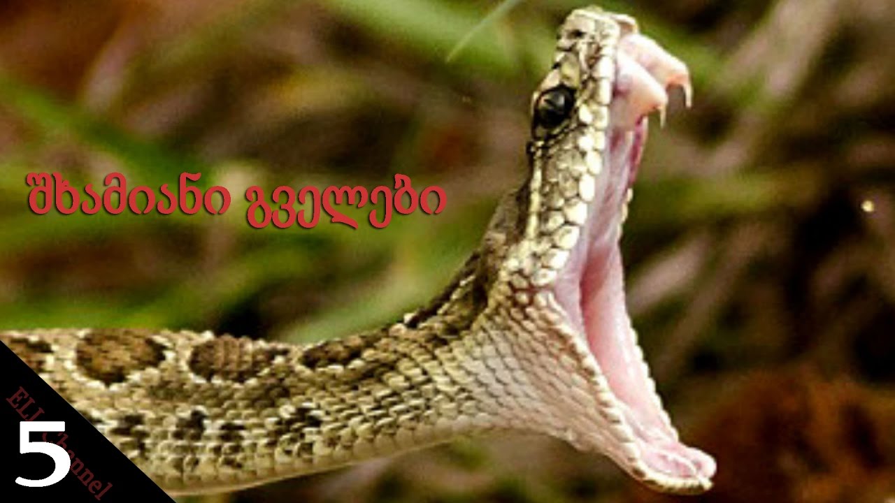 ყველაზე შხამიანი გველები - YouTube