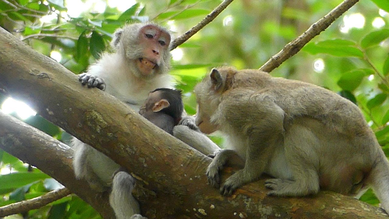 NO PLEASE.. JANE Monkey Crying By Pity& Begging DUCH Monkey Do Not ...