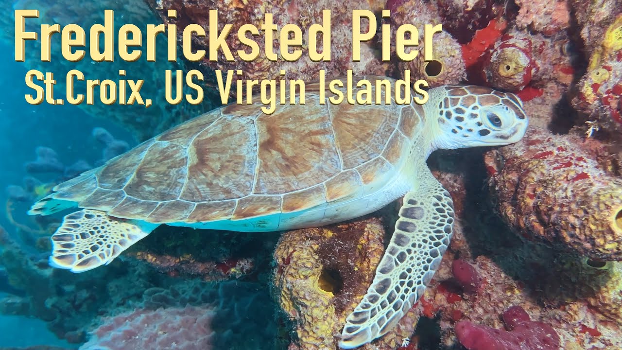 Underwater Adventure at Frederiksted Pier | Stunning Marine Life in St ...