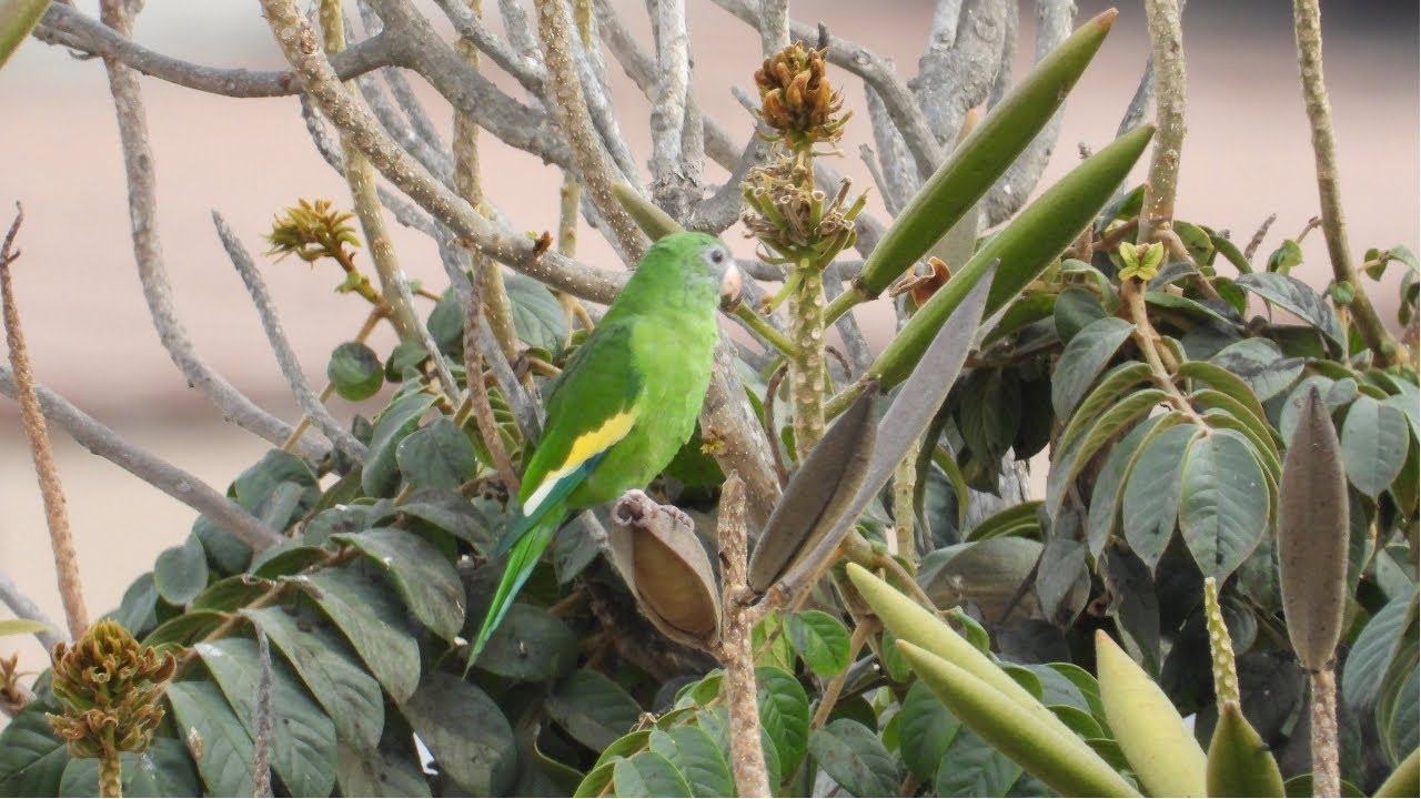 Perico Pihuicho (Brotogeris versicolurus) / White-winged Parakeet - YouTube