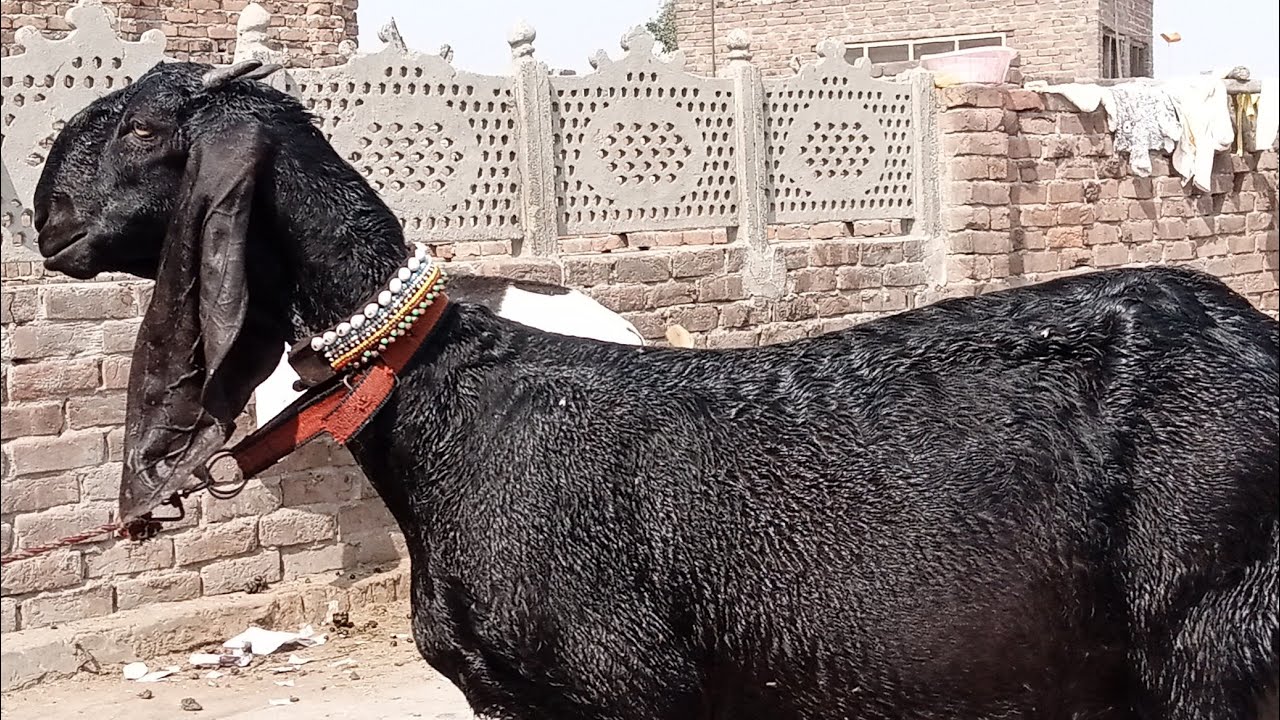 pure black beetal indian breed/pregnant goat for sale/ghaban bakri ...