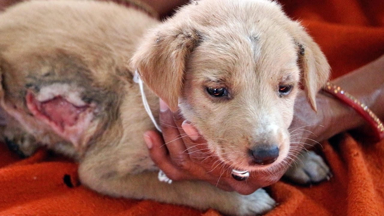 Meet small wounded puppy with biggest attitude! - YouTube