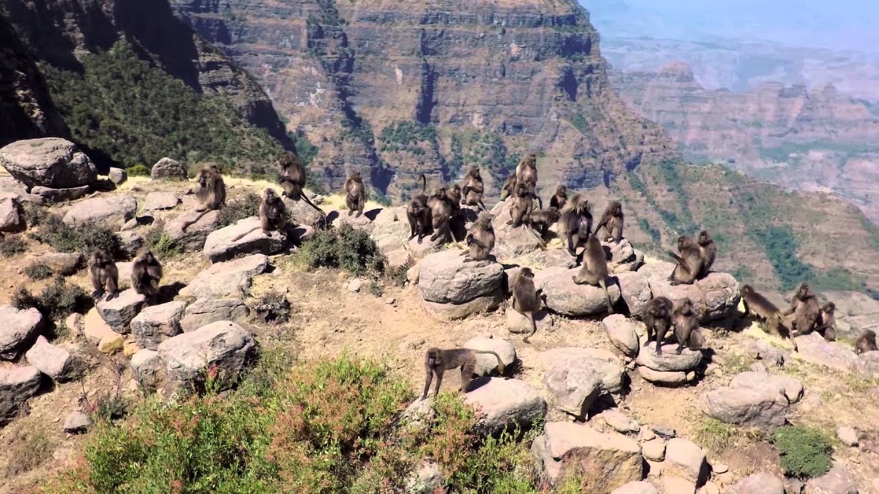 The Simien Mountains - Wildlife Paradise - YouTube