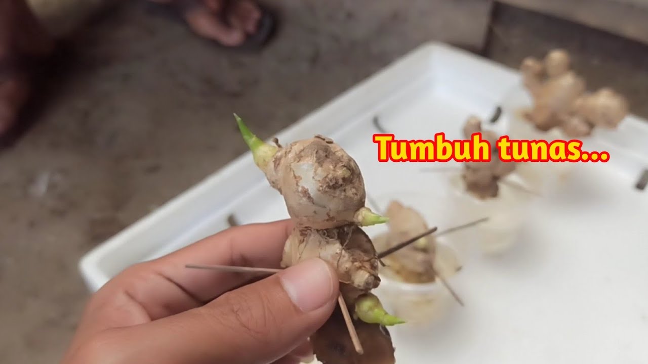 Cara sederhana menumbuhkan tunas tumbuhan jahe | untuk pemula | asv_3 ...
