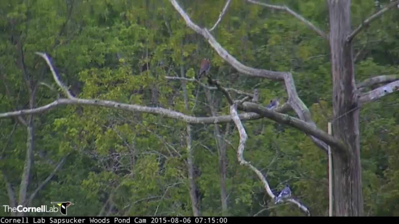 Blue Jays Mobbing American Kestrels, August 6, 2015 - YouTube