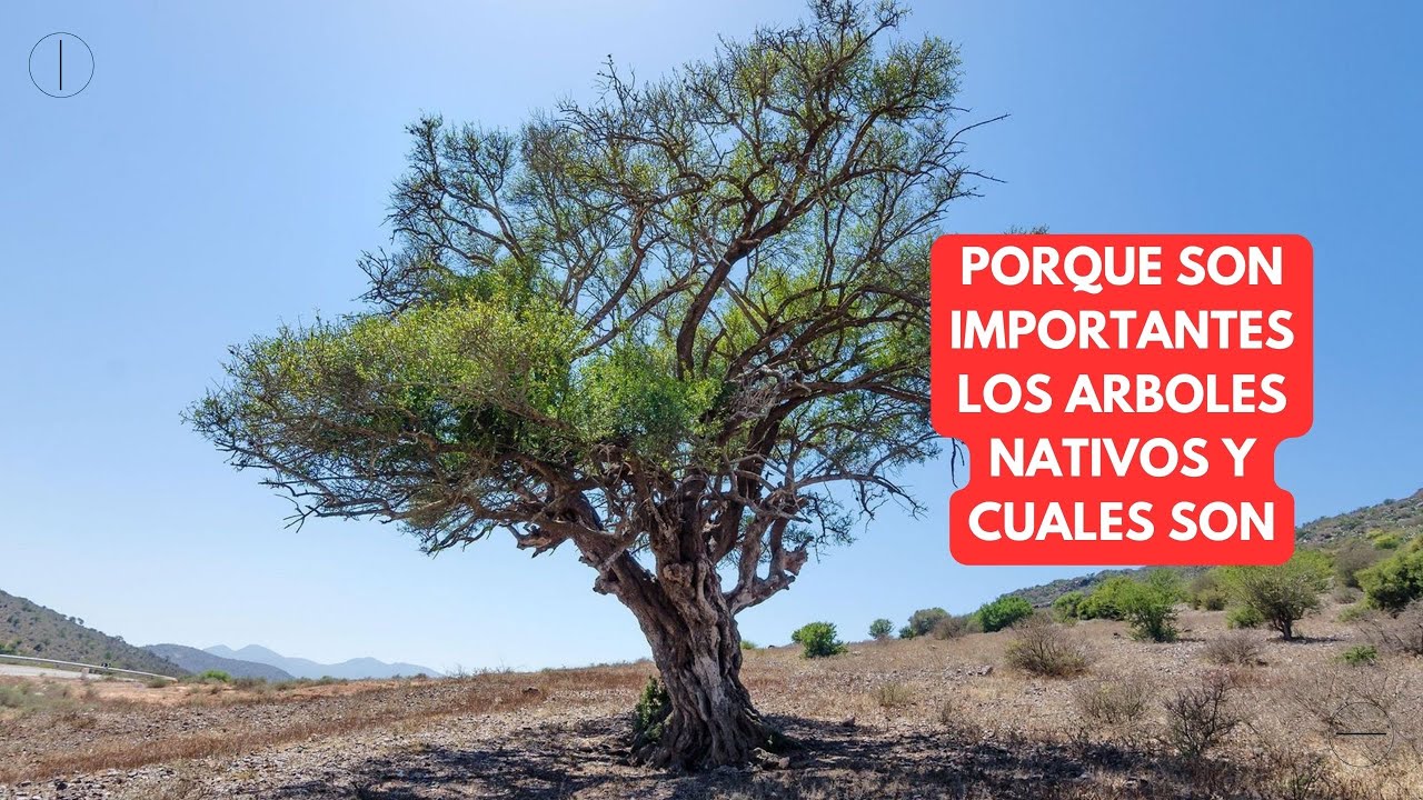 QUE SON LOS ARBOLES NATIVOS Y CUALES SON LOS DE MEXICO - YouTube