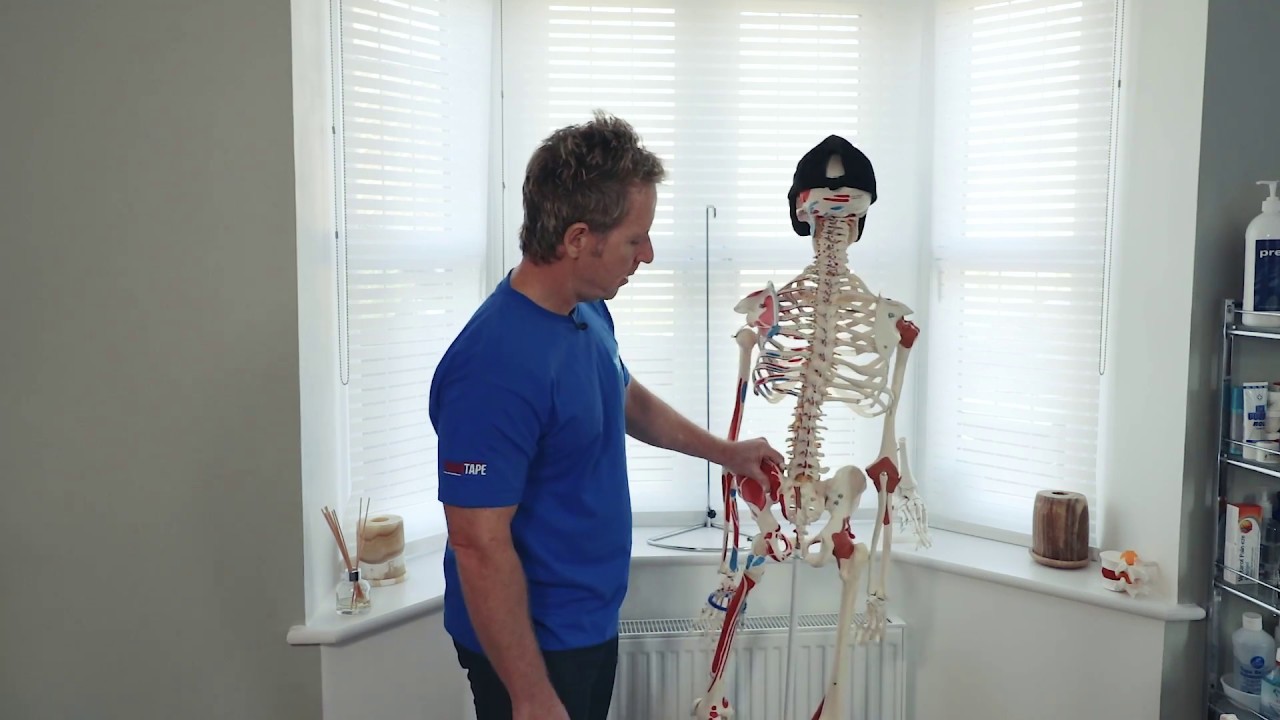 PSOAS...REC FEM...HAMS....explained on GEORGE! - YouTube