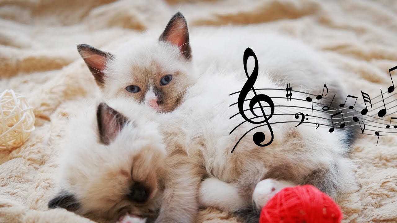 Anti-anxiety Cat Music ♫ Music for Restless Cats with purring and water ...